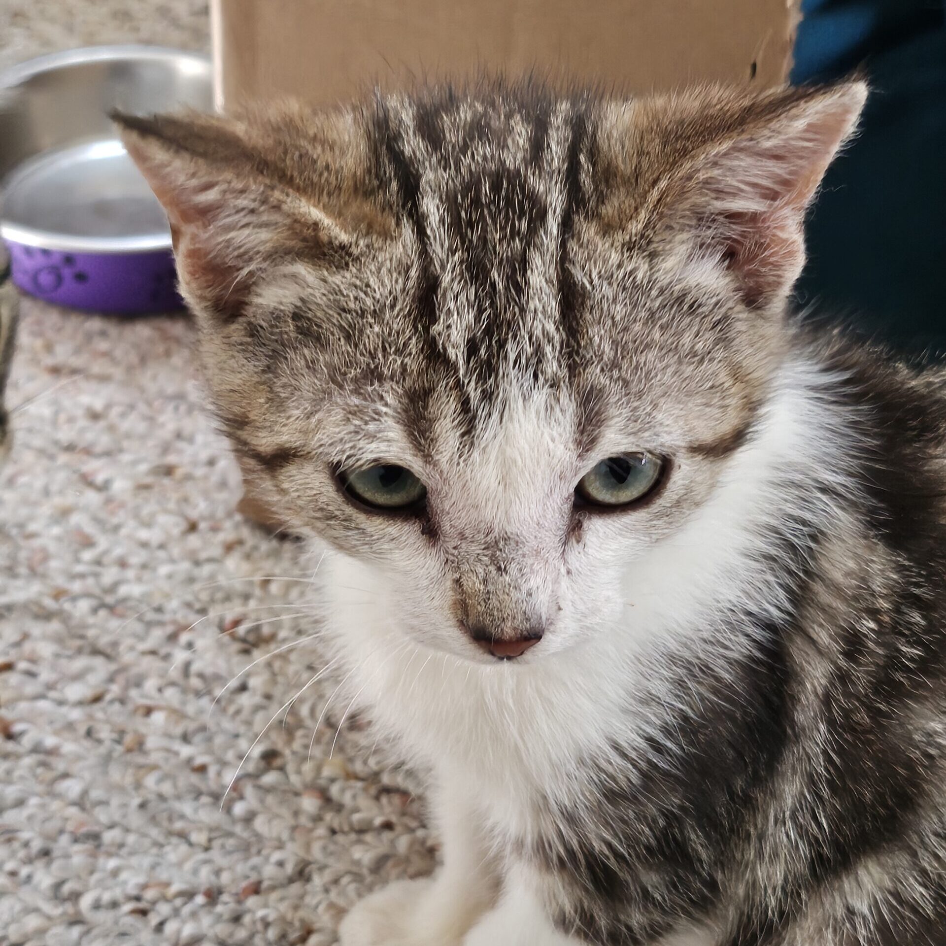 Yoshi - Pawsitive Match Rescue Foundation - Calgary Based Dog and Cat ...